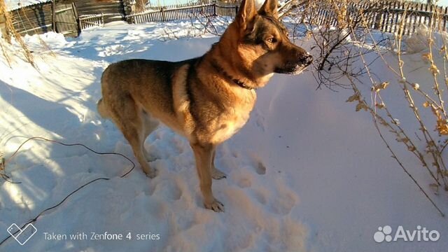 Красавец Дик ищет дом