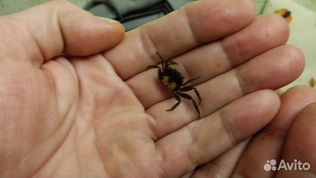 Краб вампир Совершенно бесплатно