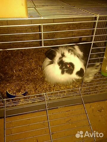 Кролики разных пород