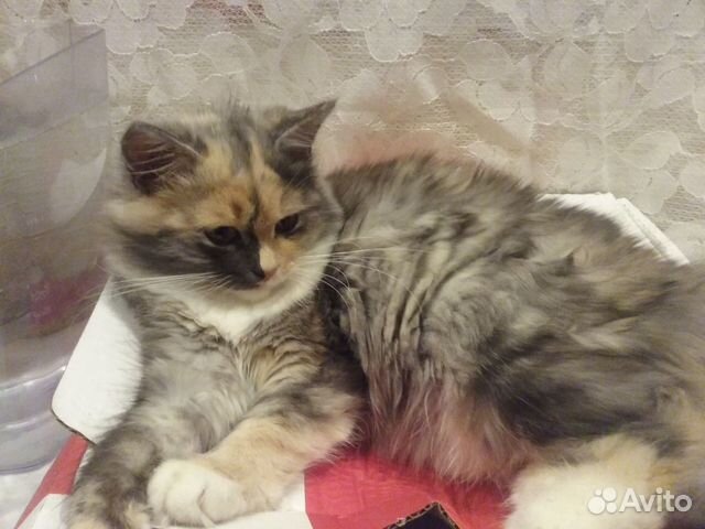 Помесная красавица манчкин