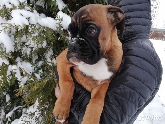 Рыжая девочка боксер