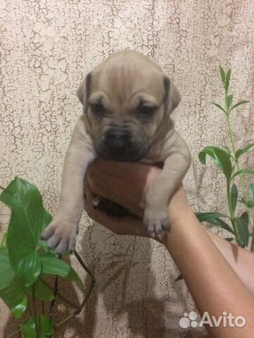 Щенки питбуля