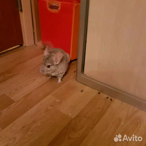 Шиншиллёнок 4 месяца