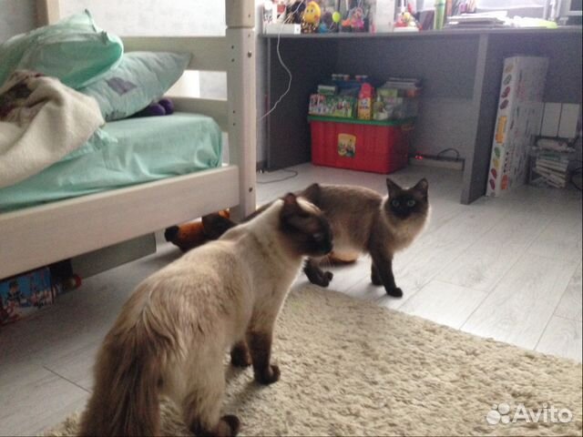 Котята Невской маскарадной