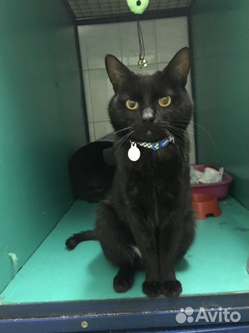 Роскошный чёрный кот-найденыш в добрые руки