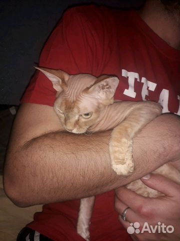 Кошка донской сфинкс
