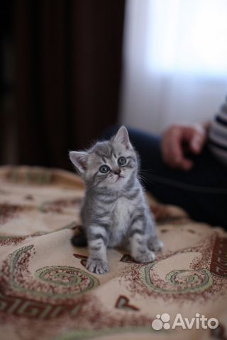 Продаются шотландские котята