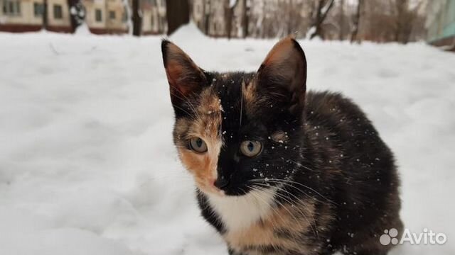 Трёхцветный, ласковый котёнок живёт на улице