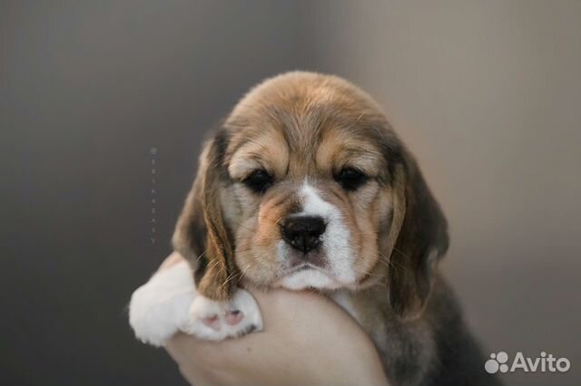 Девочка бигль