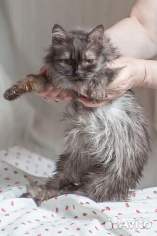 Кот полуперс