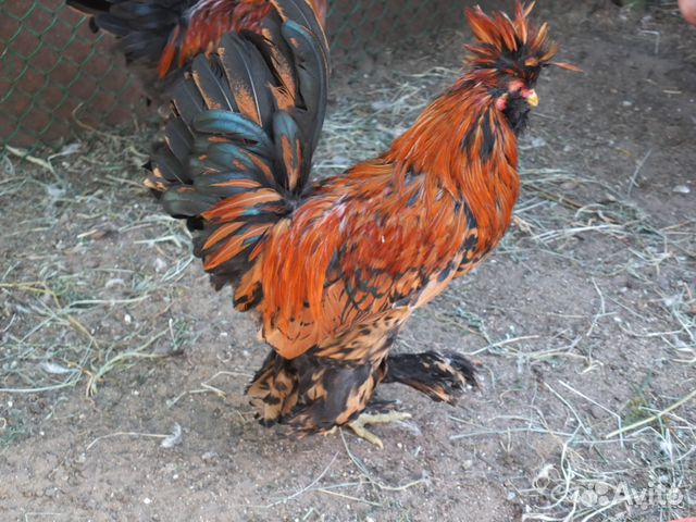 Павловские куры