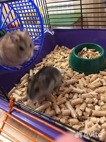 Джунгарские хомяки, две девочки, с клеткой и кормо