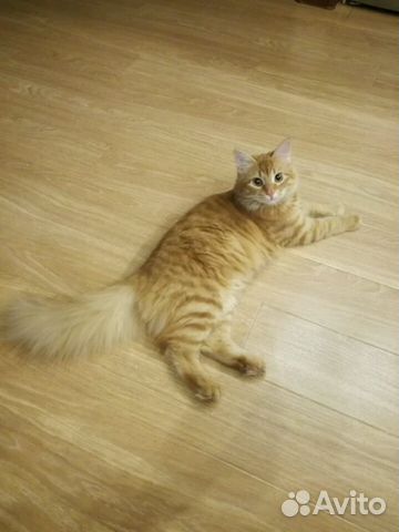 Шикарный рыжий котенок в дар 6 мес