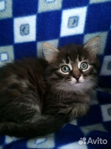 Сибирский котенок