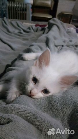 Котенок Мэйкун Отдам в хорошие руки