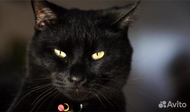 Кот Вася ищет новый дом