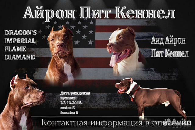 Продаются щенки апбт