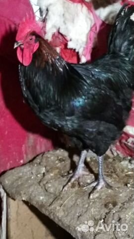 Птица на продажу