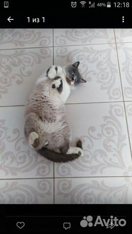 Кот Британец
