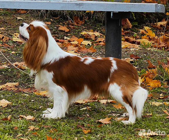 Кавалер Кинг Чарльз Спаниель вязка