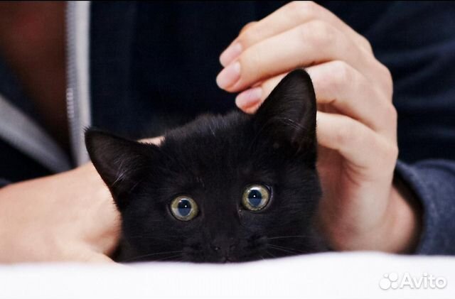 Котик