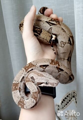 Императорский удав Boa constrictor imperator