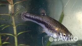 Редкие живородки