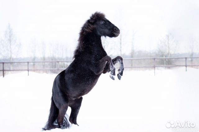 Продажа/обмен пони