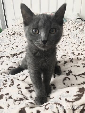 Котенок-Брюс