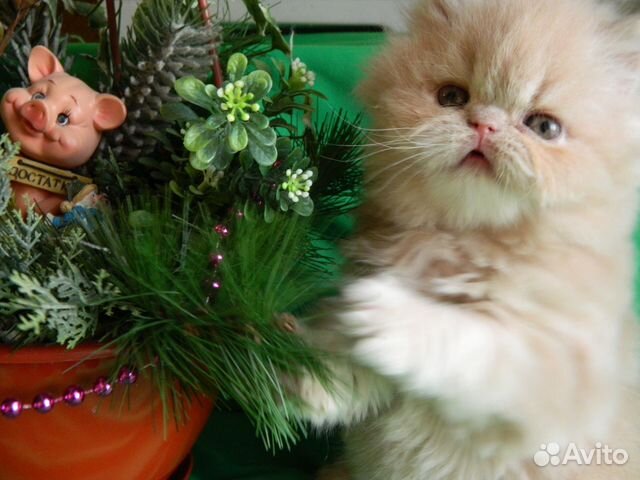 Кремовый малыш