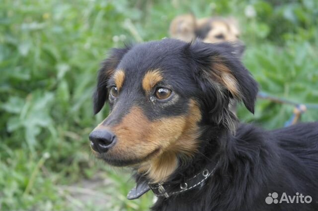 Жизнерадостная Кнопа