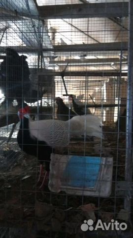 Серебряный фазан (пара)