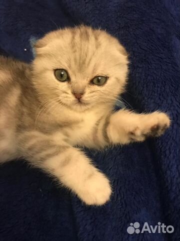 Шотландская вислоухая