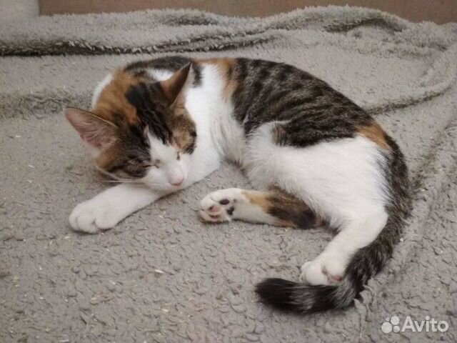 Кошка-попугай Лорейн