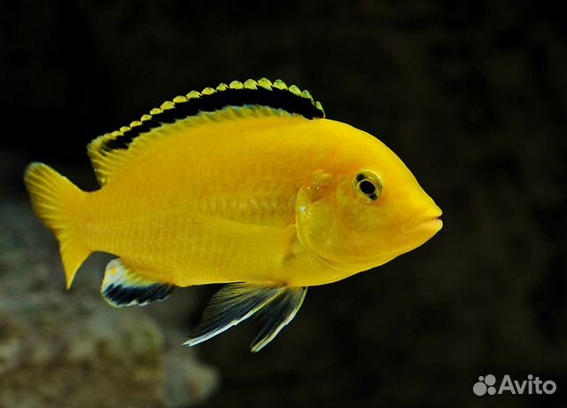 Взрослые Колибри