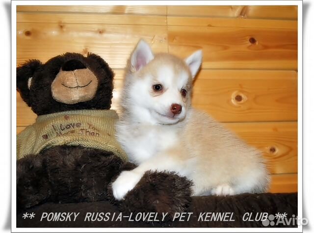 Помски девочка №1 разноглазая