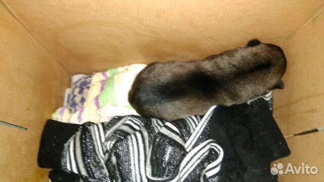 Щенок похожий на ретривера