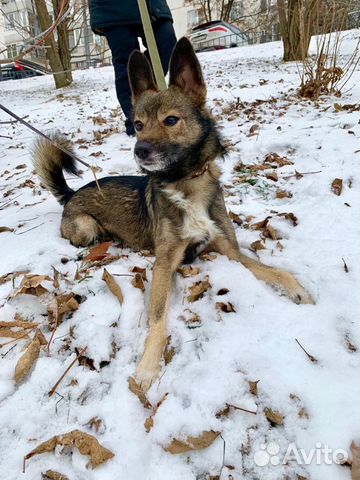 Крошечный пёсик Крошик