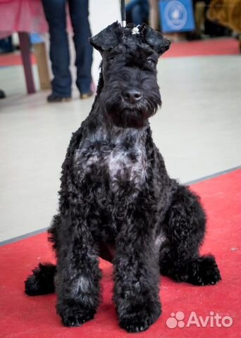 Щенок керри блю терьера