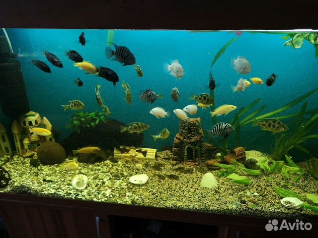 Елоу 7шт, зебры около 13 чернополосых, и 7 белых п