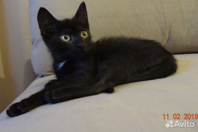 Зеленоглазка