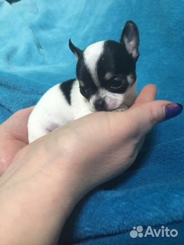 Мини девочка