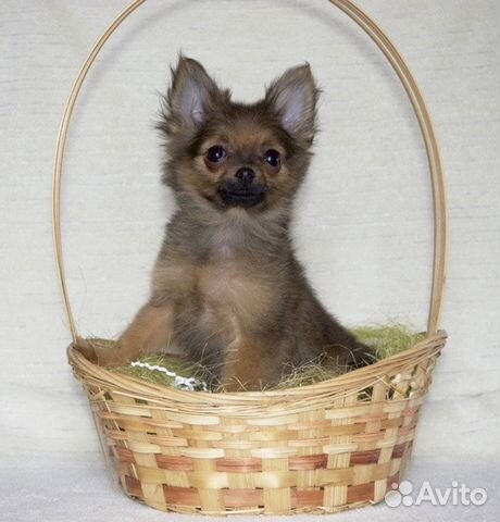 Шпице-той щенок девочка 4 мес