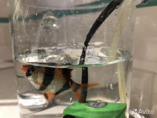 Рыбка барбус