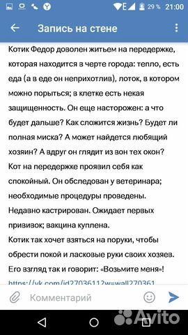 Кот Федор ищет семью