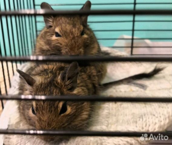 Белочки Дегу