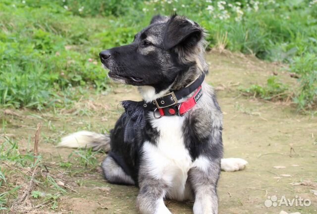 Красавица Ася ищет дом и семью