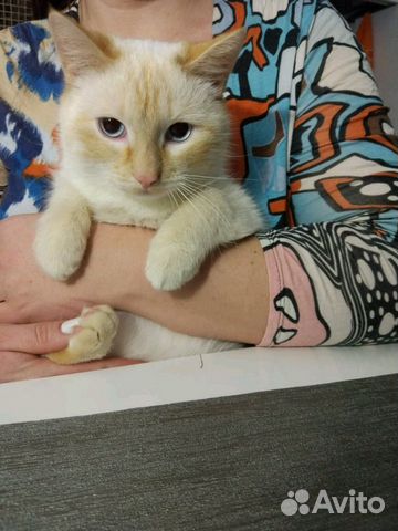Котик красавчик ищет дом