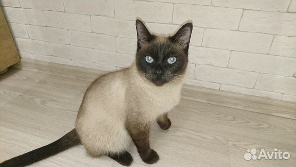 Кошка сиамка