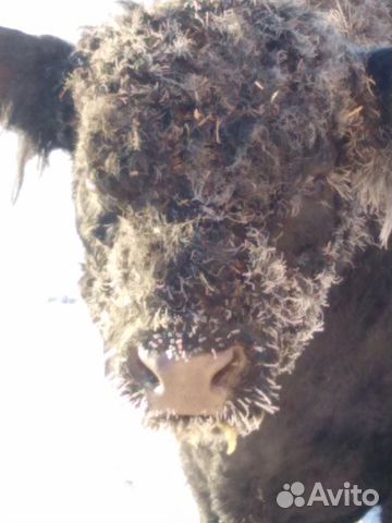 Бычки на племя Галловей